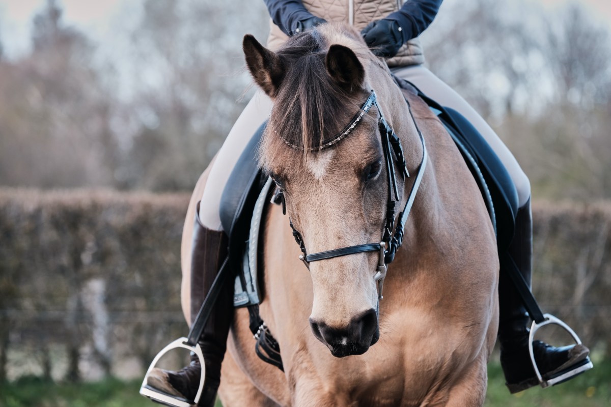 The Find: Safe Ways to Carry a Cell Phone – Horse Show Classic